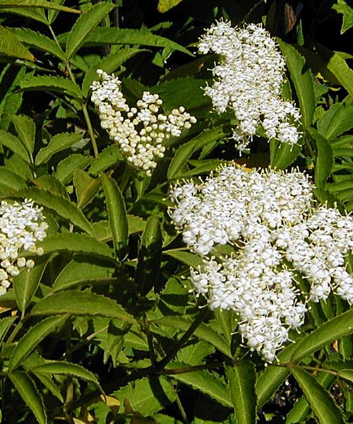 Sambucus canadensis – Pépinière Jasmin