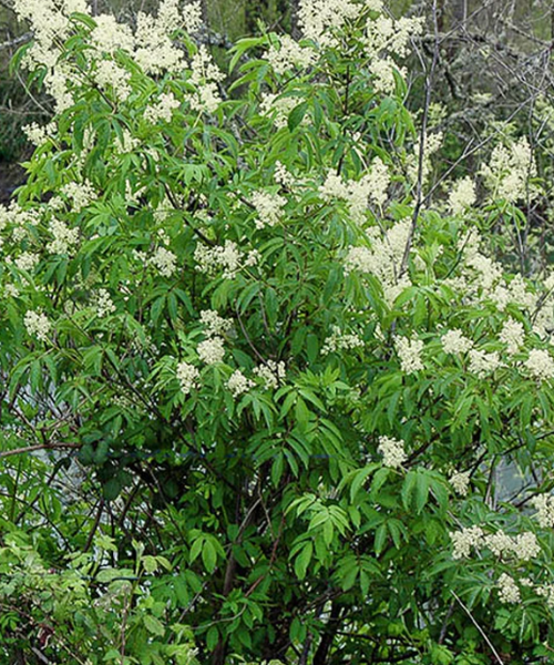 Sambucus racemosa – Pépinière Jasmin