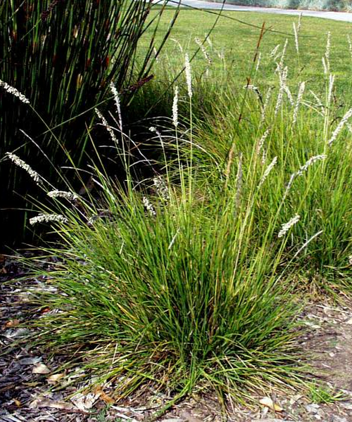 Sesleria autumnalis – Pépinière Jasmin