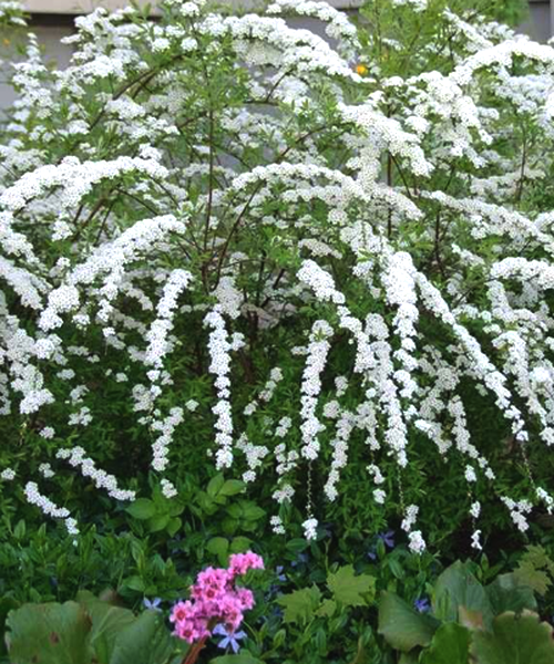 Spiraea arguta – Pépinière Jasmin