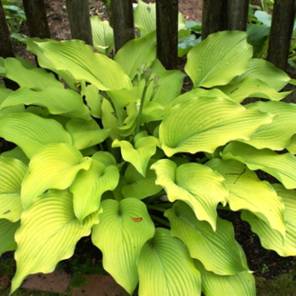 Hosta ‘Sun Power’ – Pépinière Jasmin