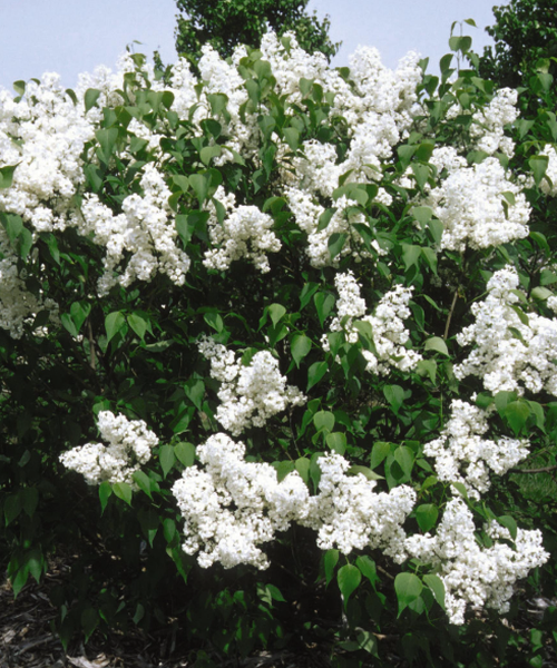 Syringa x hyacinthiflora – Pépinière Jasmin