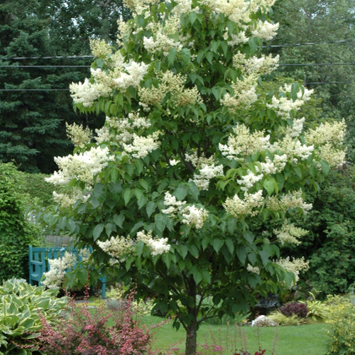 Hydrangea paniculata – Pépinière Jasmin