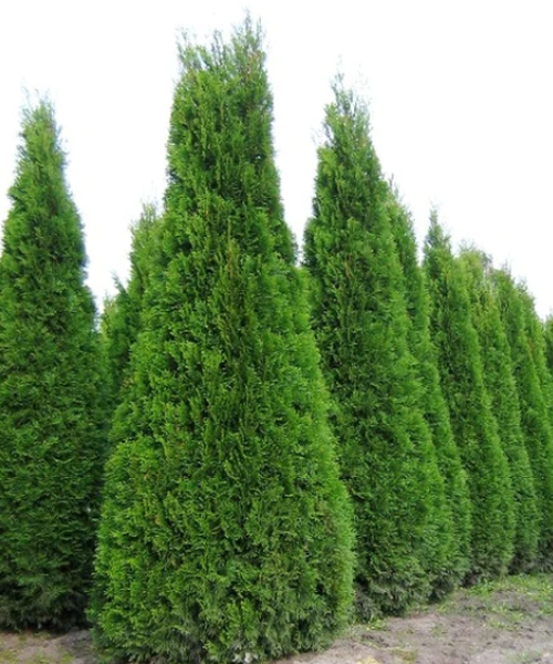 Thuja occidentalis – Pépinière Jasmin