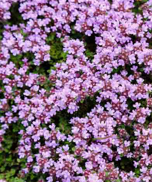 Thymus serpylum – Pépinière Jasmin