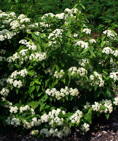 Viburnum cassinoides – Pépinière Jasmin