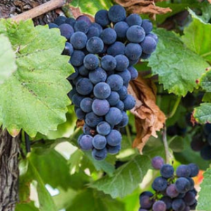 Cognassier ‘Champion’ – Pépinière Jasmin