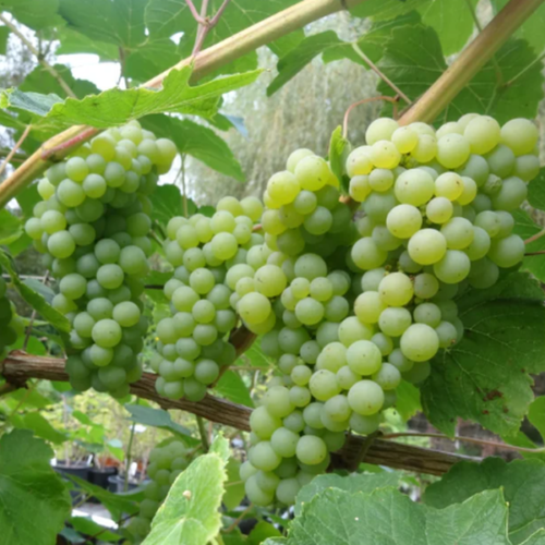 Cognassier ‘Champion’ – Pépinière Jasmin