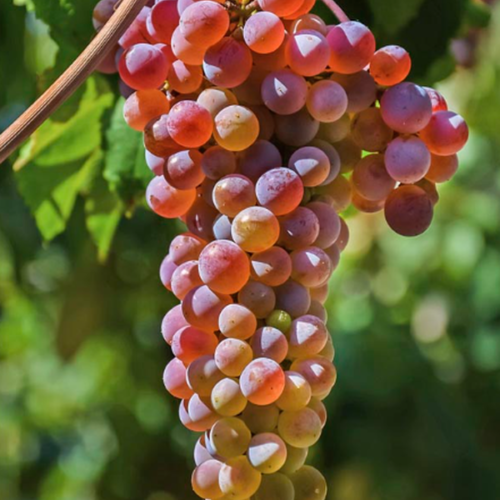 Cognassier ‘Champion’ – Pépinière Jasmin