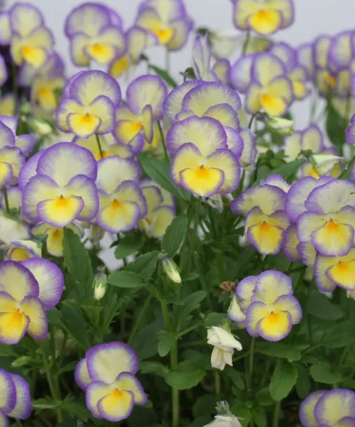 Viola ‘Etain’ – Pépinière Jasmin