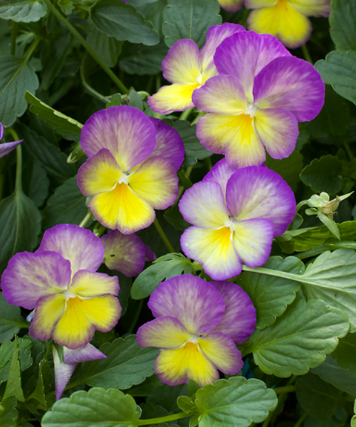 Viola Celestial™ – Pépinière Jasmin
