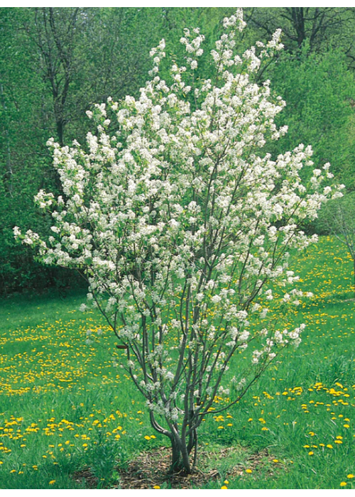 Amelanchier canadensis – Pépinière Jasmin