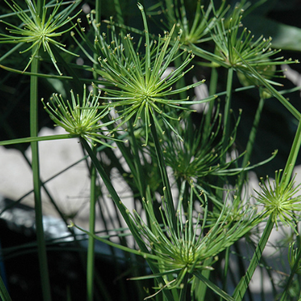 Cyperus haspan – Pépinière Jasmin