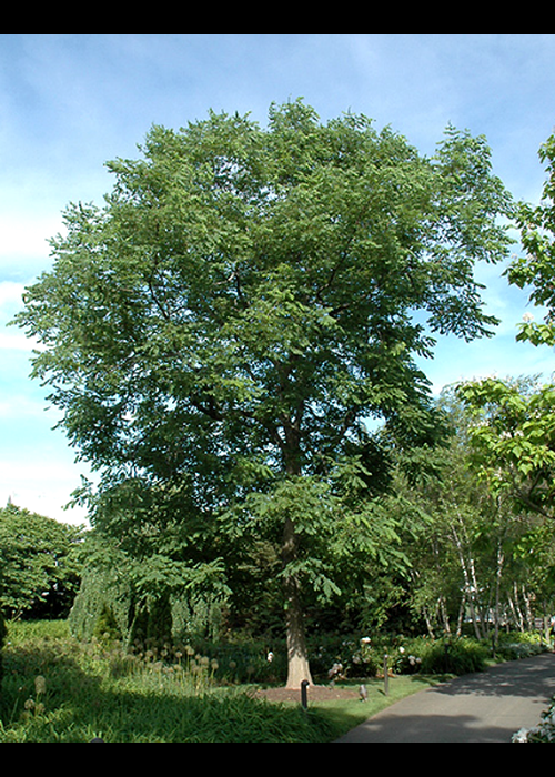 Gymnocladus dioicus – Pépinière Jasmin