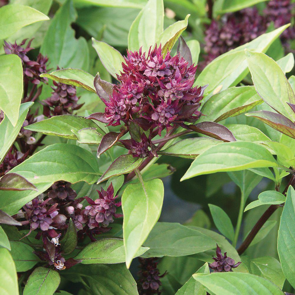 Basil — Siam Queen Thai – Pépinière Jasmin