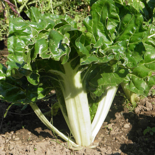 Bette à carde – Pépinière Jasmin