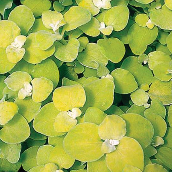 Helichrysum petiolare – Pépinière Jasmin