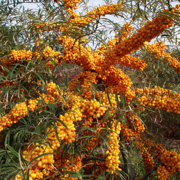 Hippophae rhamnoides – Pépinière Jasmin