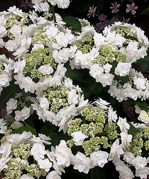Hydrangea macrophylla – Pépinière Jasmin