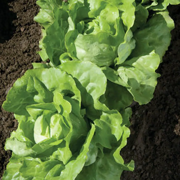 Lettuce — Boston – Pépinière Jasmin