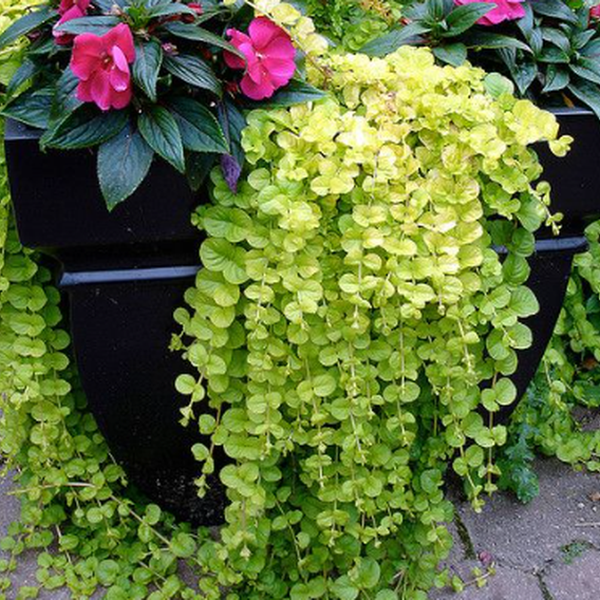Lysimachia Nummularia