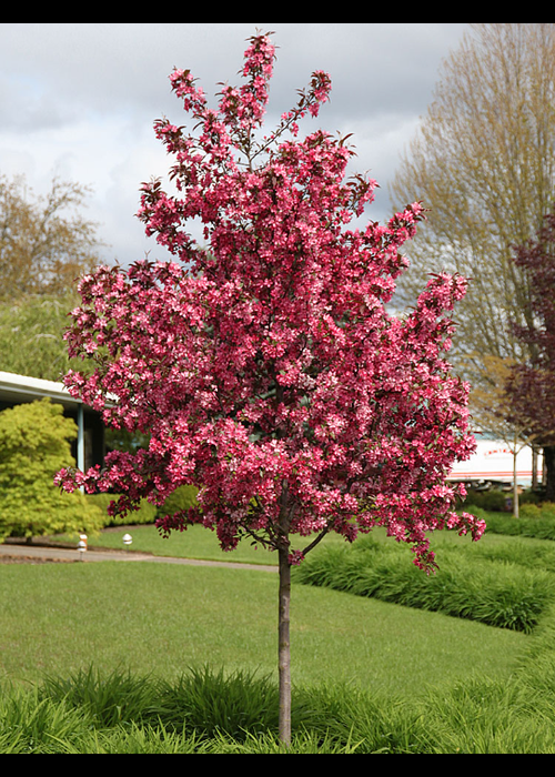 Malus – Pépinière Jasmin