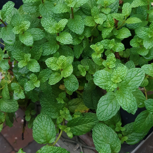 Mentha spicata – Pépinière Jasmin
