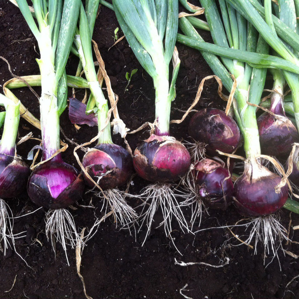 Allium cepa · Ognon – Pépinière Jasmin