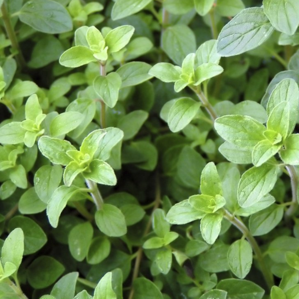 Origanum vulgare – Pépinière Jasmin