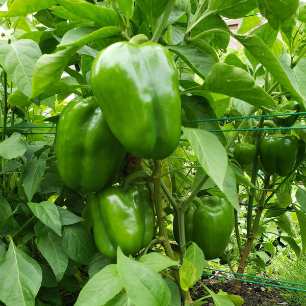 Capsicum annuum – Pépinière Jasmin