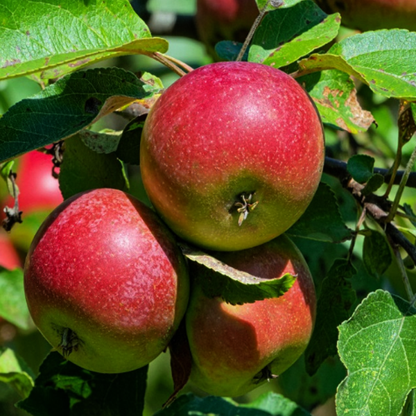 Malus domestica ‘Liberty’ – Pépinière Jasmin