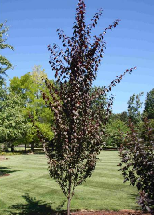 Prunus cerasifera – Pépinière Jasmin