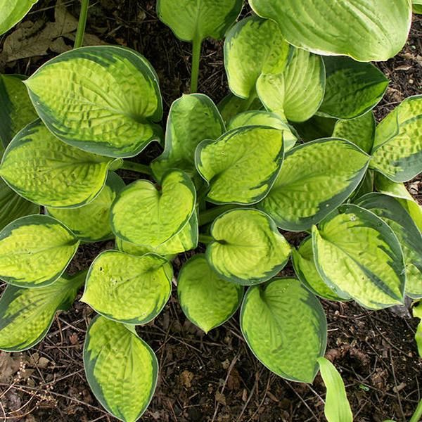 Hosta ‘Rainforest Sunrise’ – Pépinière Jasmin