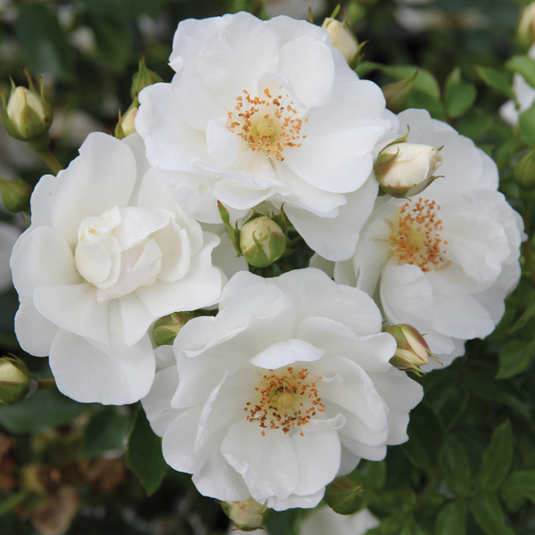 Rosa ‘Innocencia Vigorosa’ – Pépinière Jasmin