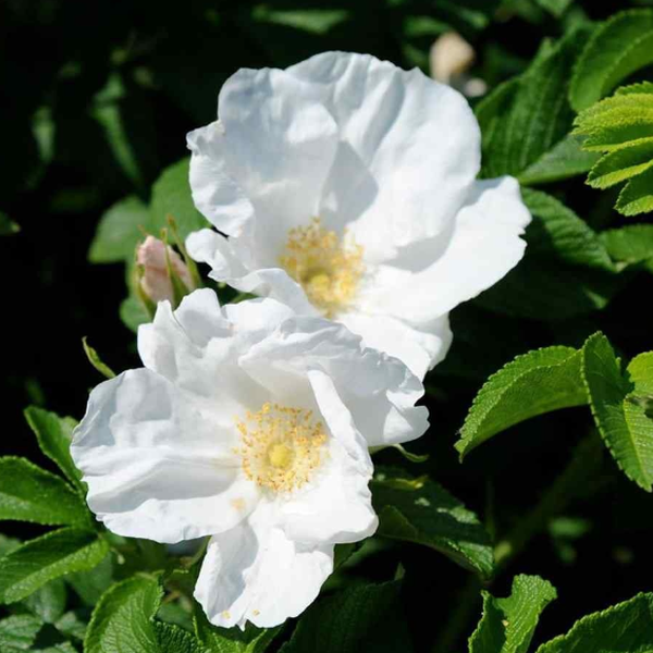 Rosa rugosa ‘Alba’ – Pépinière Jasmin