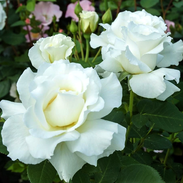 Rosa ‘White Lightnin’ – Pépinière Jasmin