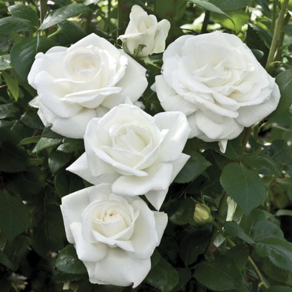 Rosa ‘Sugar Moon’ – Pépinière Jasmin