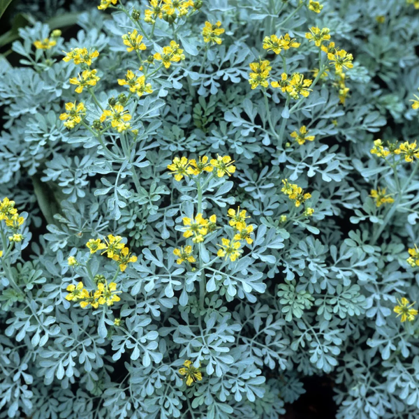 Ruta graveolens – Pépinière Jasmin