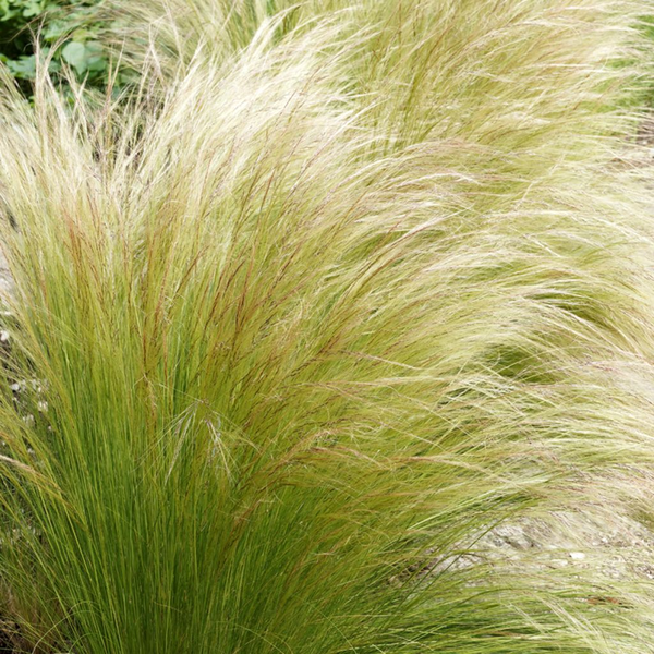 Stipa Pony Tails Pepiniere Jasmin