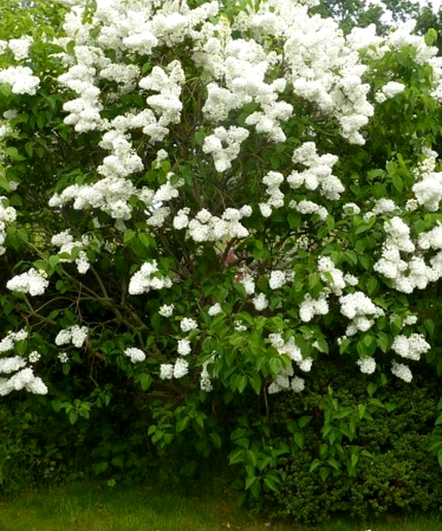 Syringa vulgaris – Pépinière Jasmin