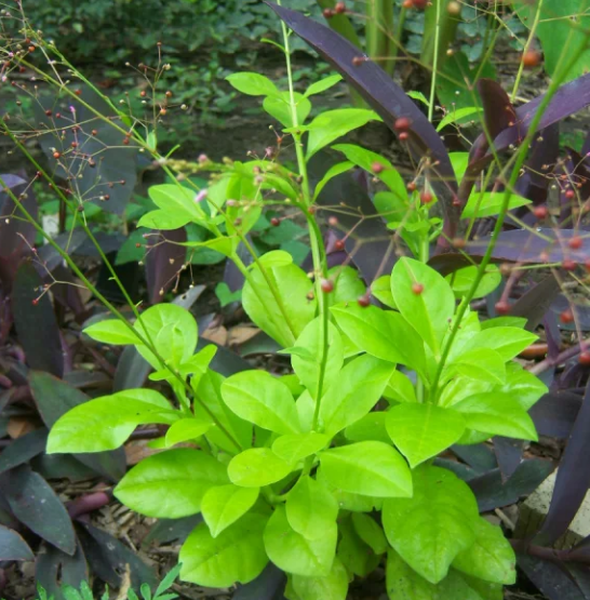 Talinum paniculatum – Pépinière Jasmin