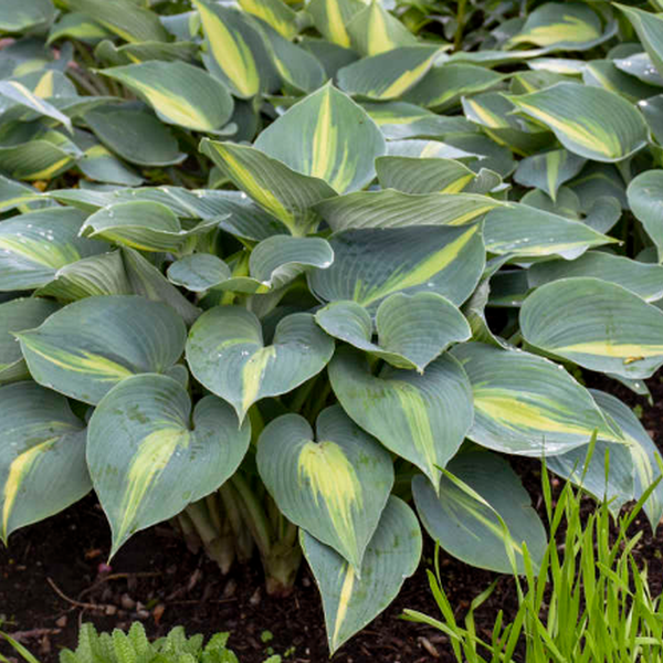 Hosta ‘Touch Of Class’ – Pépinière Jasmin