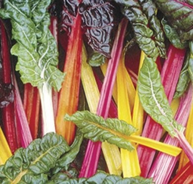 swiss chard celebration – Pépinière Jasmin