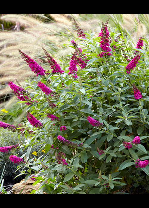 Buddleia x – Pépinière Jasmin
