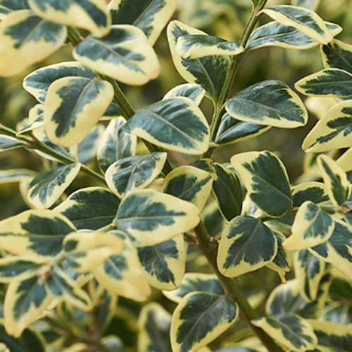 Buxus Sempervirens Variegata