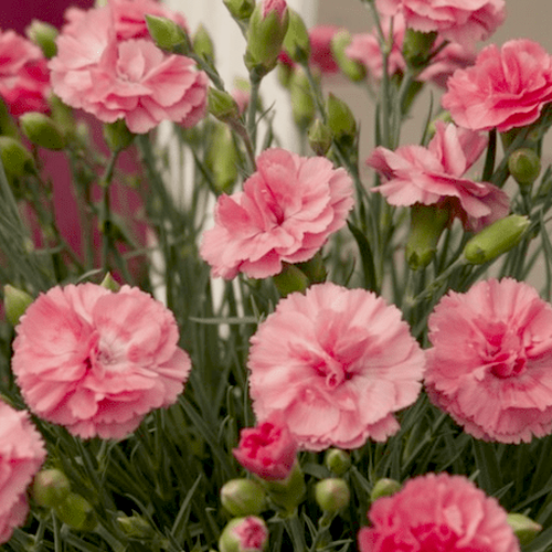 Dianthus Scent First – Pépinière Jasmin