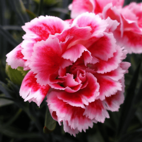 DIANTHUS SCENT FIRST PASSION – Jardin Jasmin