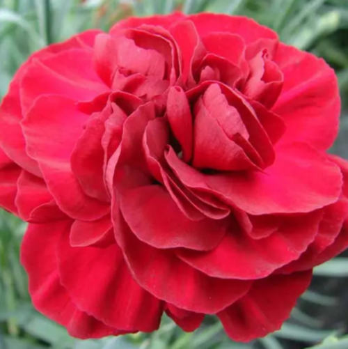 DIANTHUS SCENT FIRST CORAL REEF – Jardin Jasmin