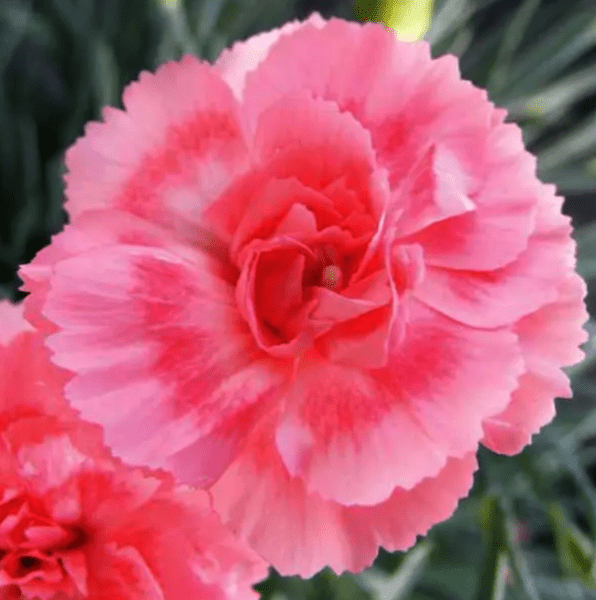 DIANTHUS SCENT FIRST PASSION – Jardin Jasmin