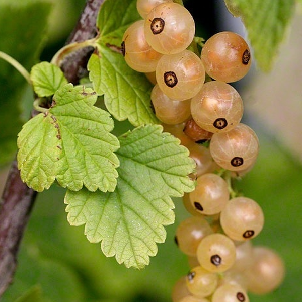 Ribes rubrum ‘Blanka’ – Pépinière Jasmin